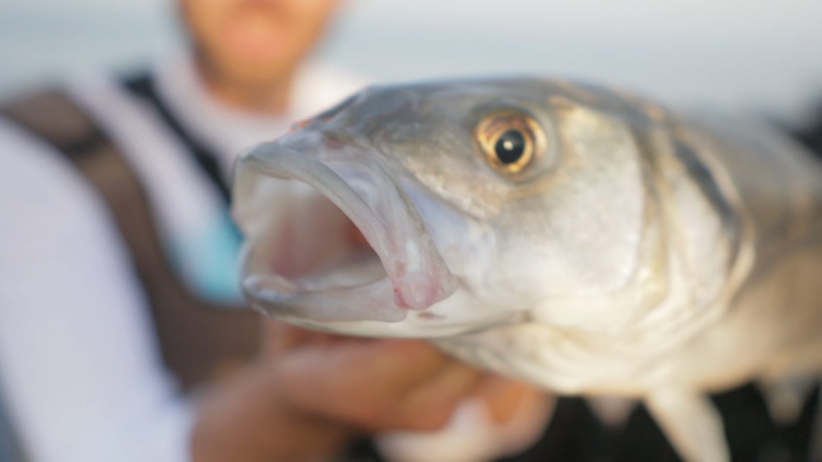 Zeebaars vissen - Ultimate Fishing - Roofvisweb.NL