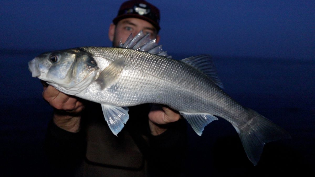 Zeebaars vissen - Ultimate Fishing - Roofvisweb.NL