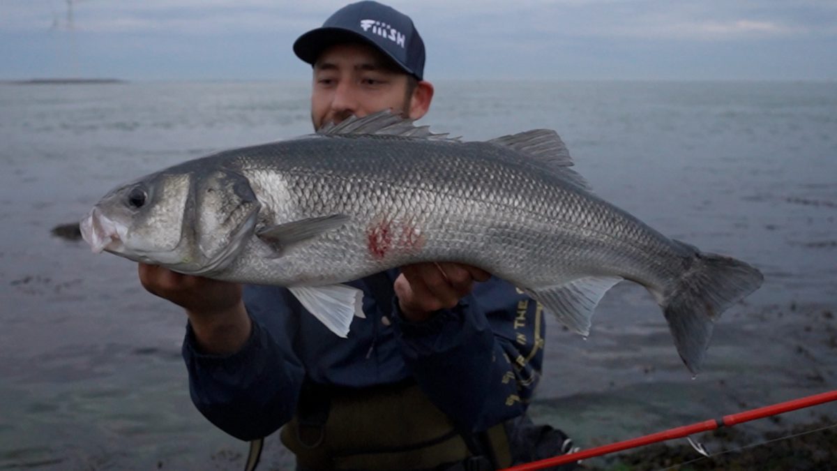 Zeebaars vissen: hoe vang je (o.a. in de nacht) zeebaars? - Roofvisweb.NL