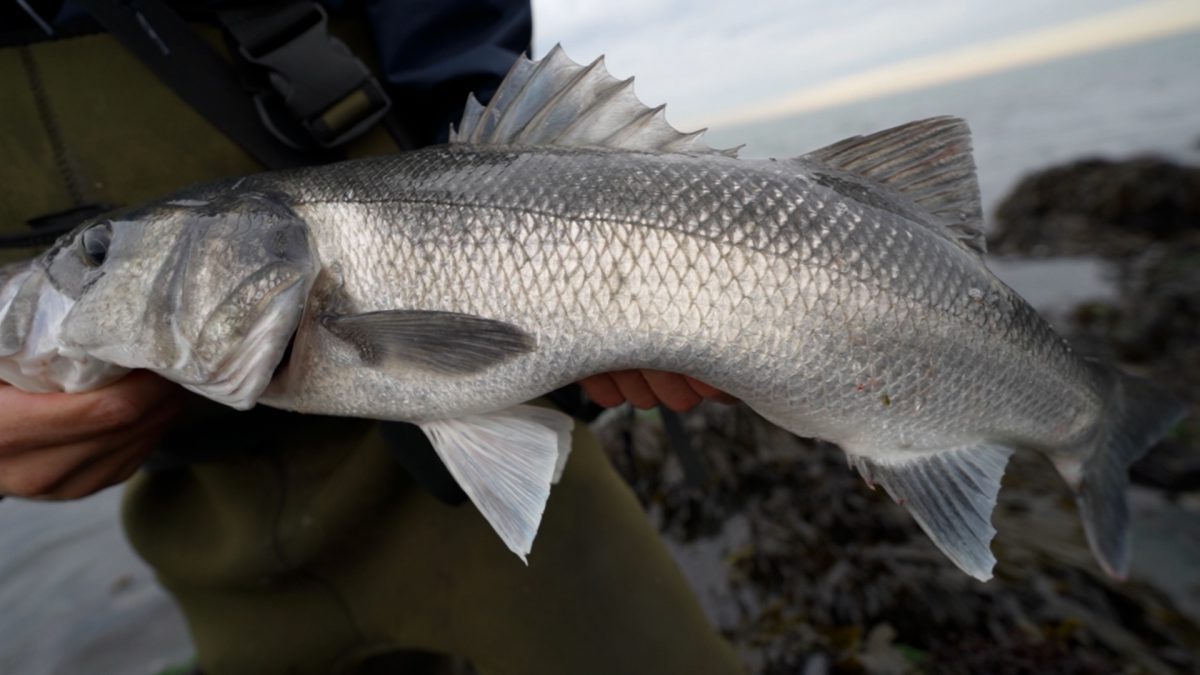 Zeebaars vissen: hoe vang je (o.a. in de nacht) zeebaars? - Roofvisweb.NL