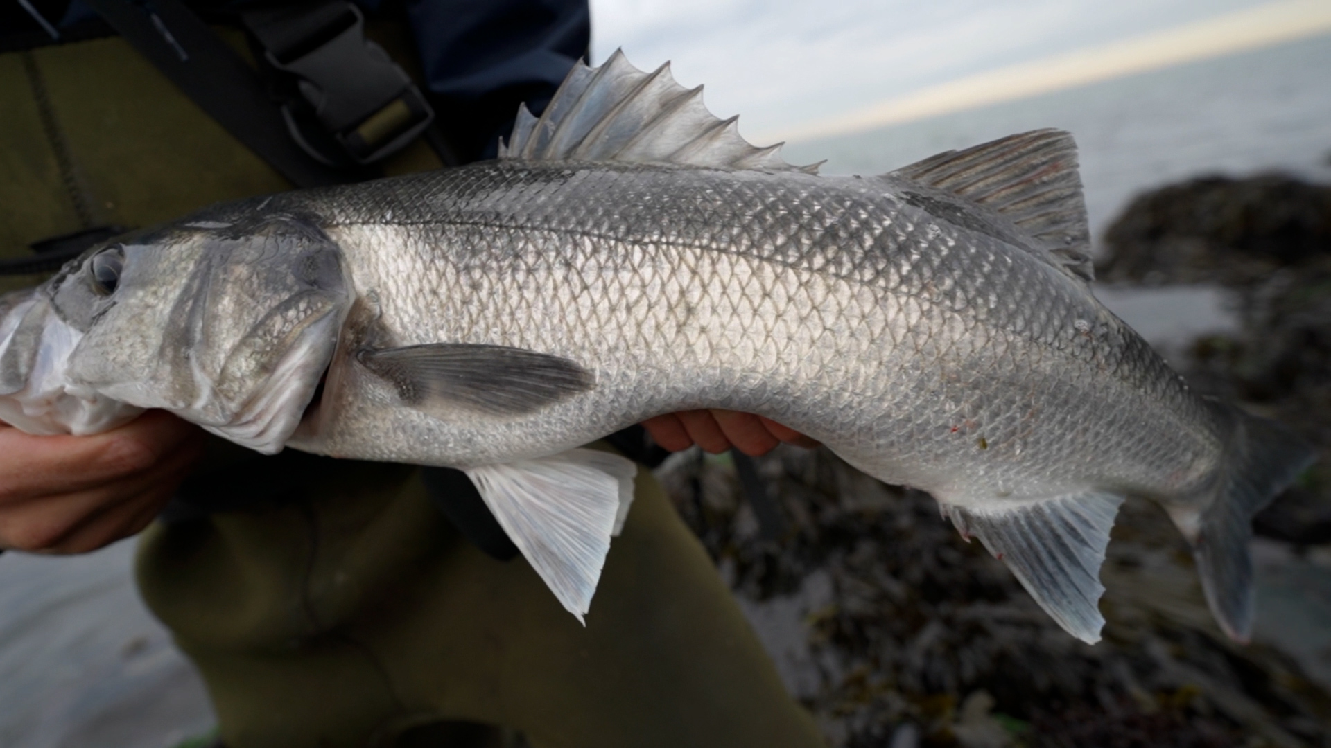 Zeebaars vissen: hoe vang je (o.a. in de nacht) zeebaars? - Roofvisweb.NL